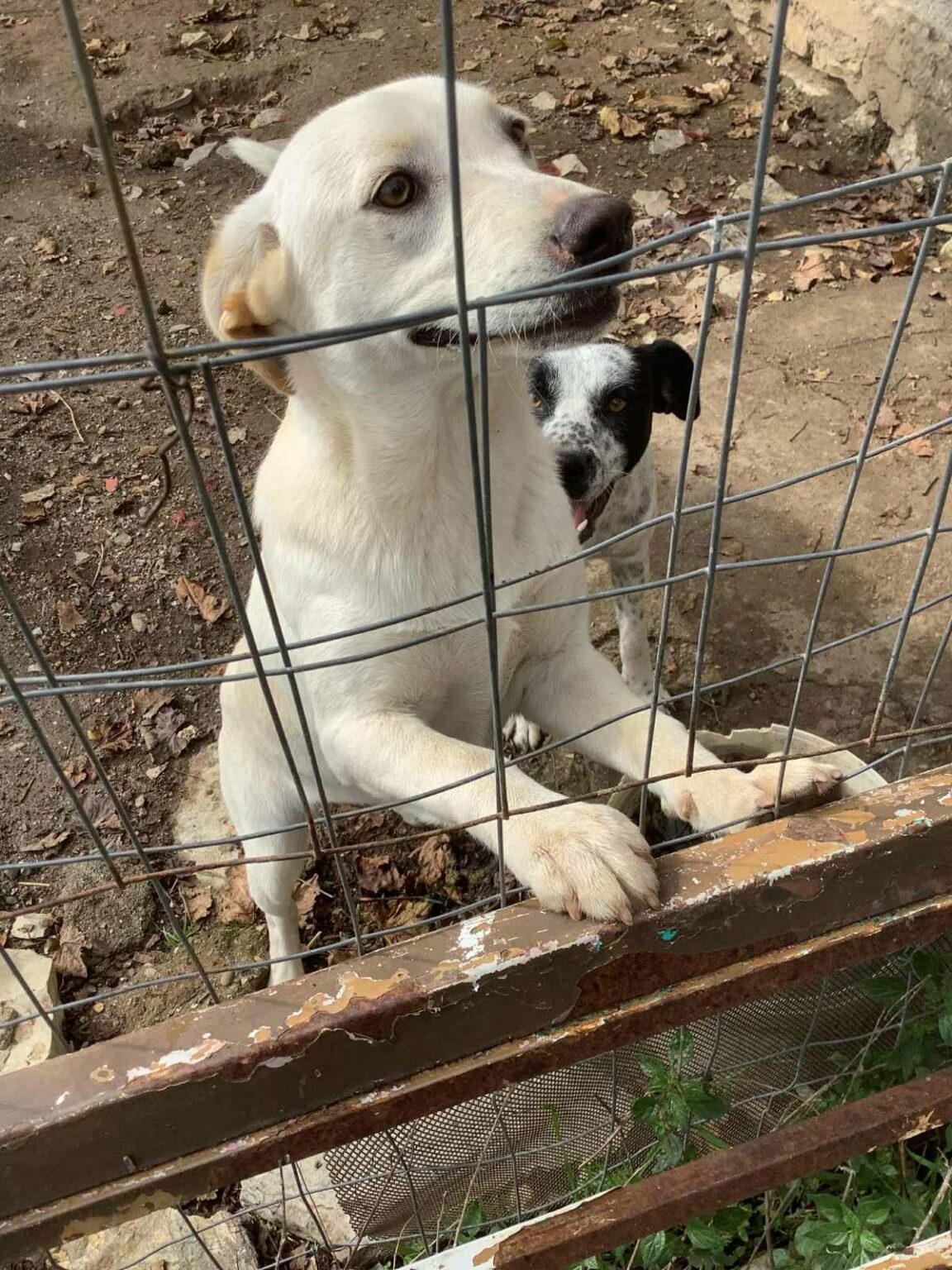 Η μικρόσωμη κουταβίνα Άλμπους βρέθηκε στο βουνό- Ψάχνει σπίτι