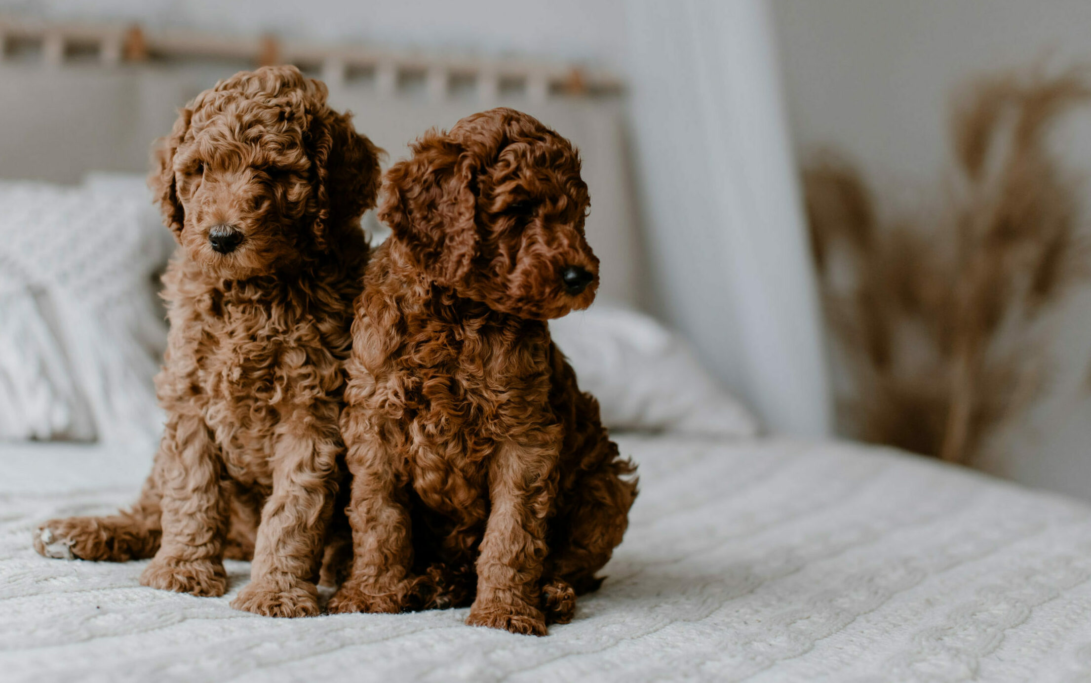 Οι διαφορές ανάμεσα στα Mini Poodles και στα Toy Poodles