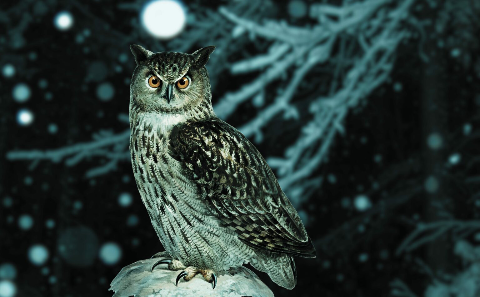 Πώς ξεχωρίζουμε κουκουβάγια, μπούφο, και γκιώνη - topetmou