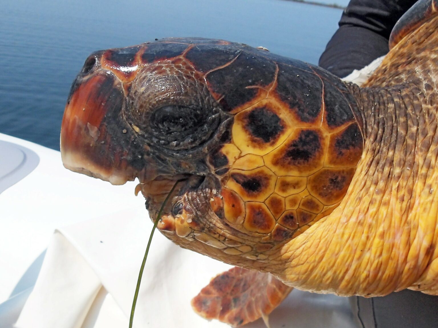 Ξεκινάει η περίοδος ωοτοκίας για τη θαλάσσια χελώνα