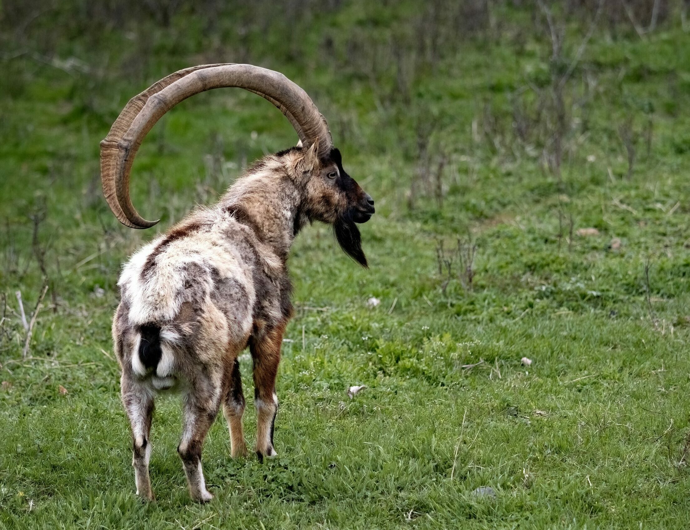 Η μεγάλη παρεξήγηση με το Κρι-Κρι της Κρήτης