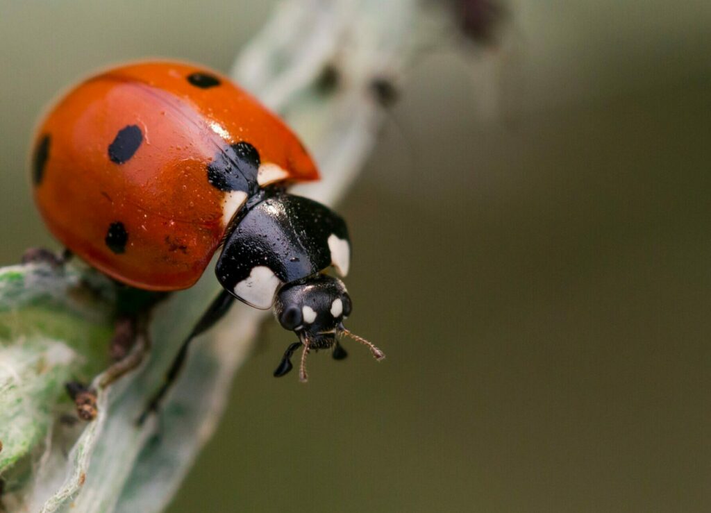 Κοκκινολαίμηδες: τα ωδικά πτηνά του χειμώνα - topetmou