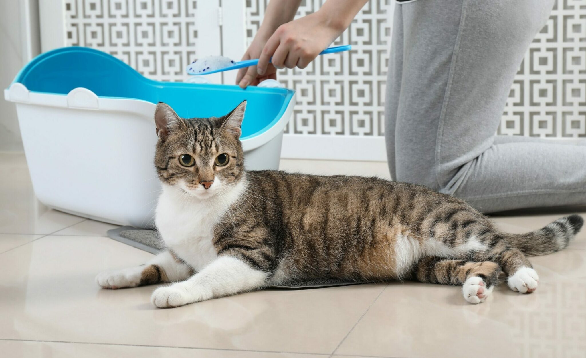 Γιατί οι γάτες θάβουν τα περιττώματά τους ενώ οι σκύλοι όχι- topetmou