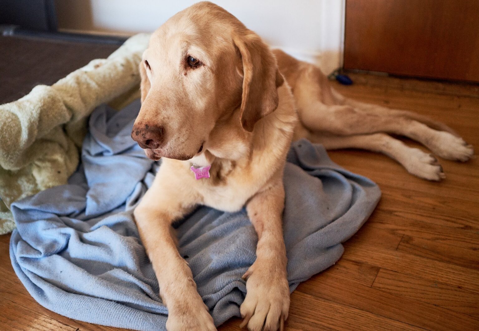 Καπιμπάρα: τα μεγαλύτερα τρωκτικά του κόσμου - topetmou