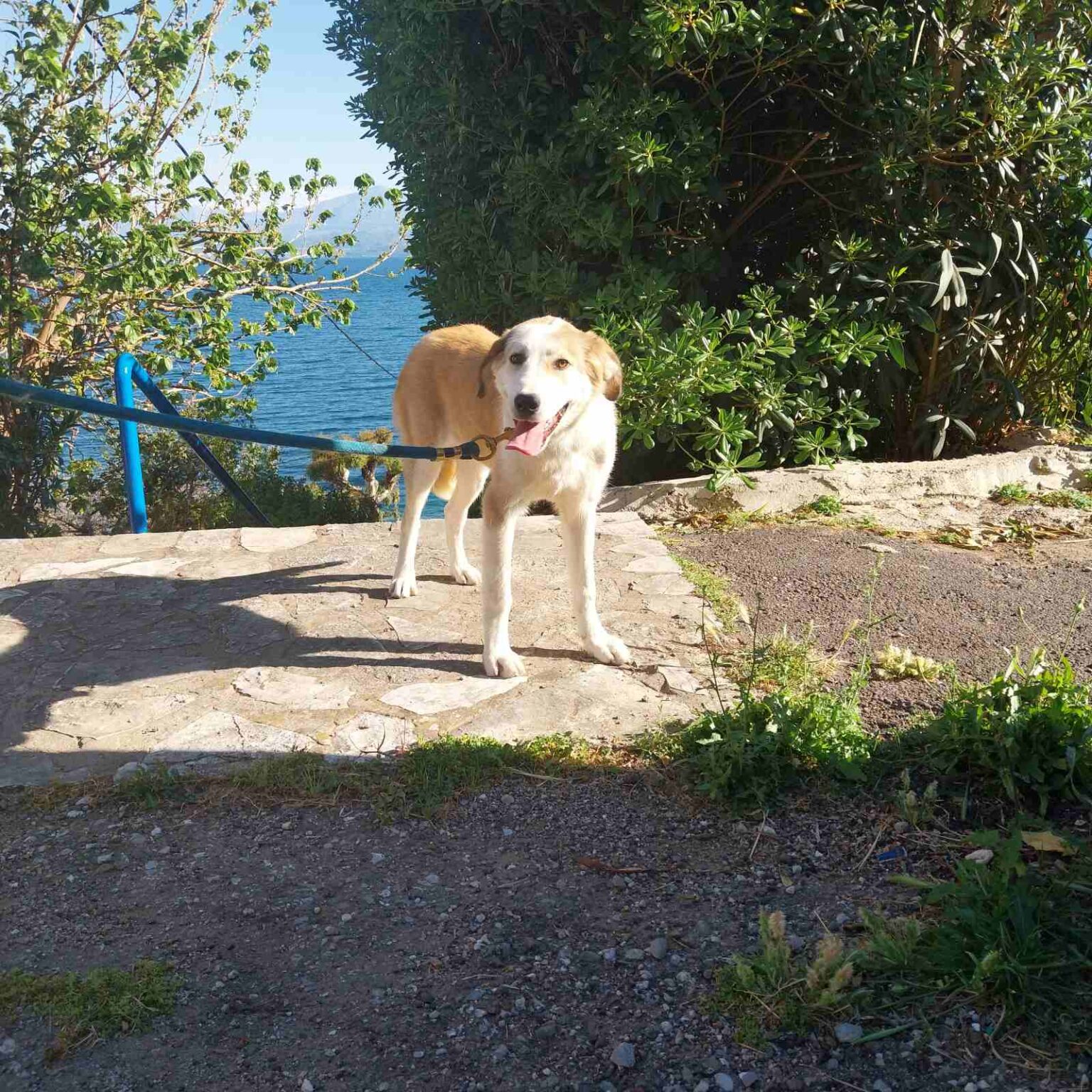 Η Χάιντι είναι σκυλάκι που κλέβει καρδιές- Ψάχνει ένα μόνιμο σπίτι