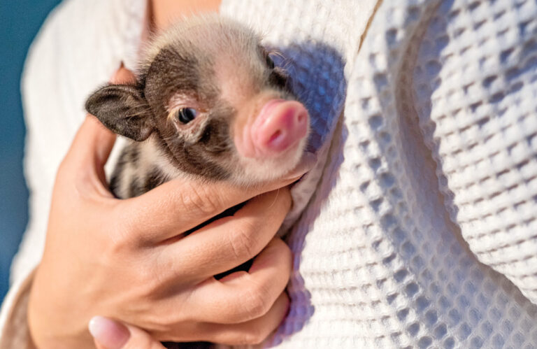 Teacup pigs: Τι απέγιναν τα γουρουνάκια «τσέπης»- topetmou