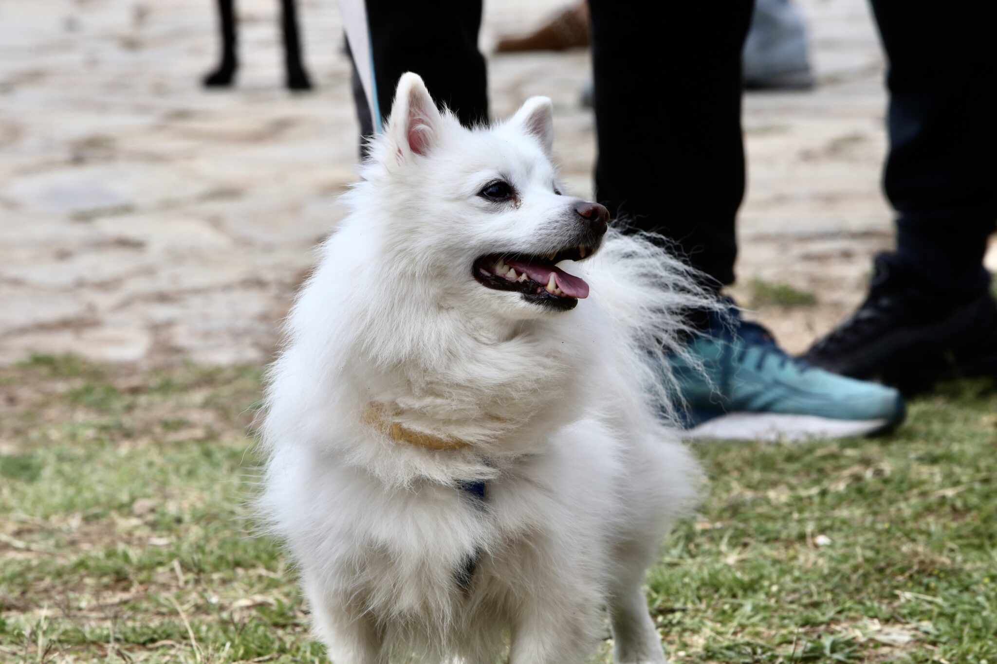 A Day With My Pet στον Δήμο Πετρούπολης στις 13 Ιουνίου